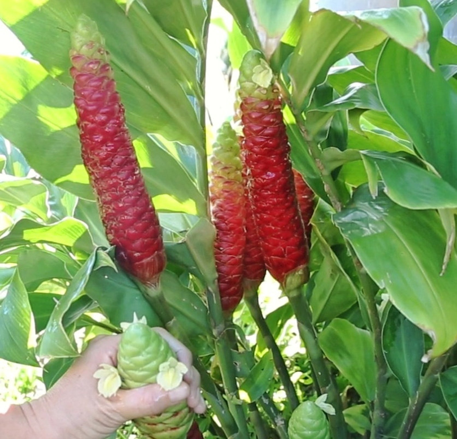 Shampoo Ginger Awapuhi Zingier-pinecone Ginger. 1 Large Rhizome -free ...
