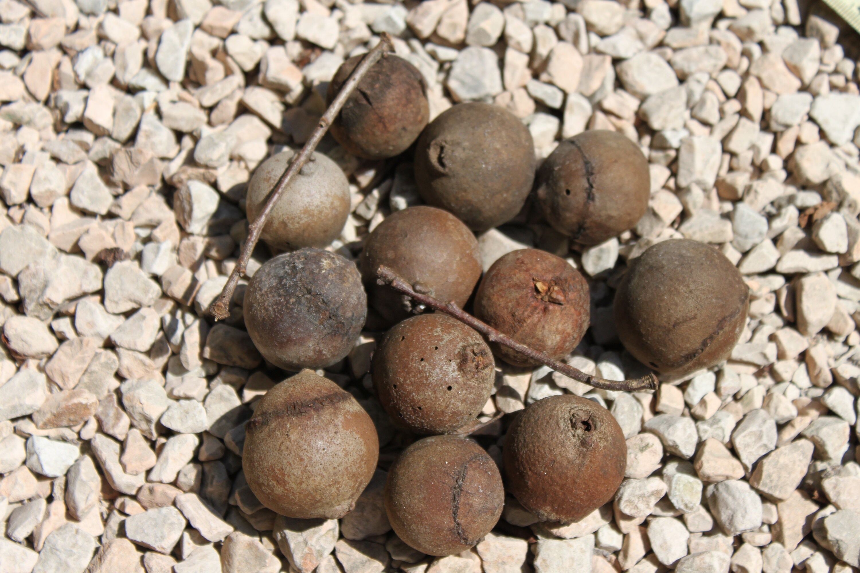 Floral Arrangements craft material oak tree, natural Oak Gall apples 12 ...