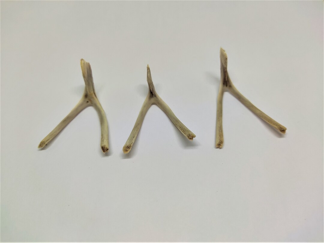 Real Wishbone, Real Wish Bone, Bone for Making a Wish, Make a Wish Gift ...