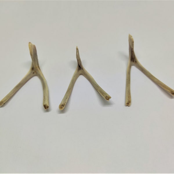 Real Wishbone - Etsy