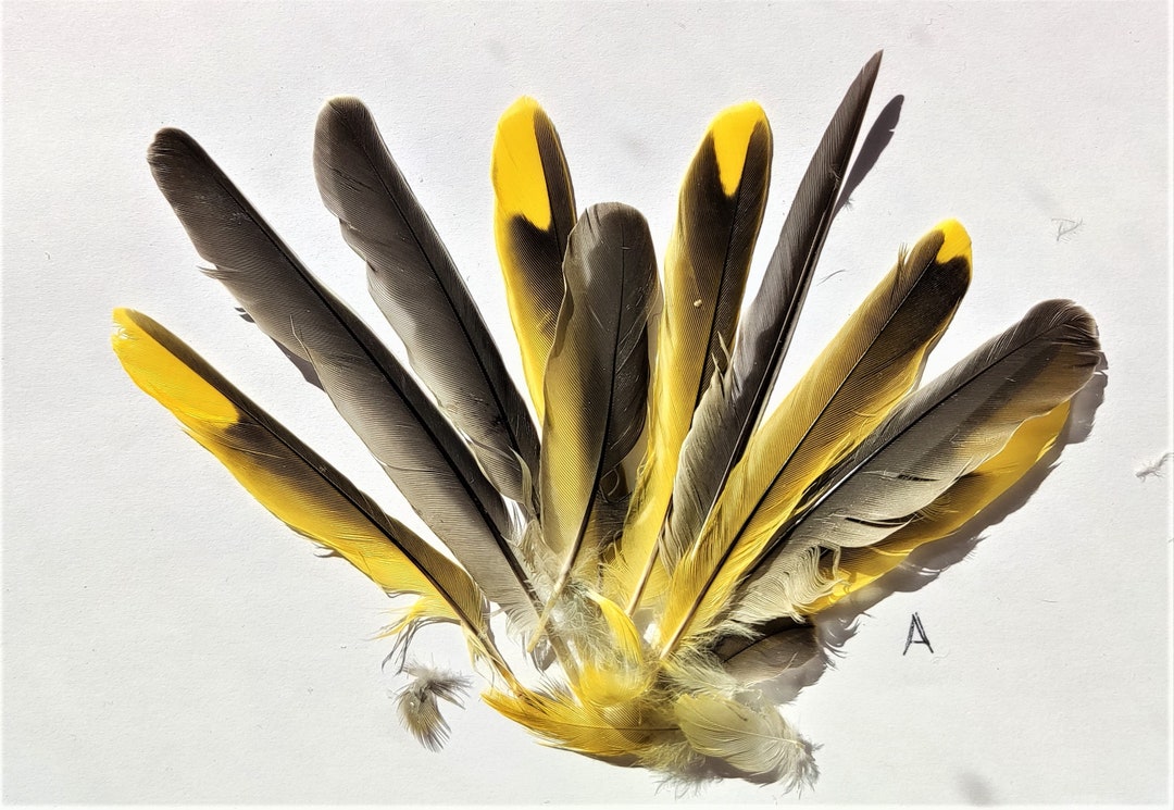 Natural Yellow Feathers of the Italian Wagtail, Yellow Feathers, Yellow ...