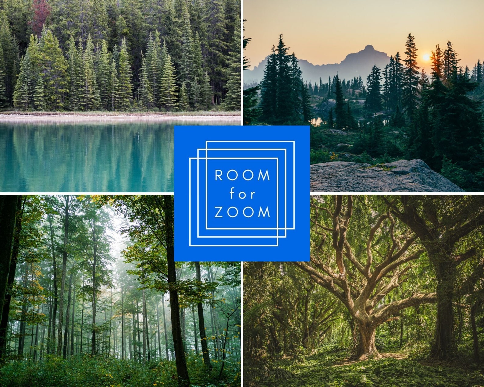 SALE Forest Zoom Background Pack - Digital Wallpaper Background, Nature ...