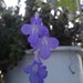 Streptocarpella Concord Blue or White Live Starter Plant, African ...
