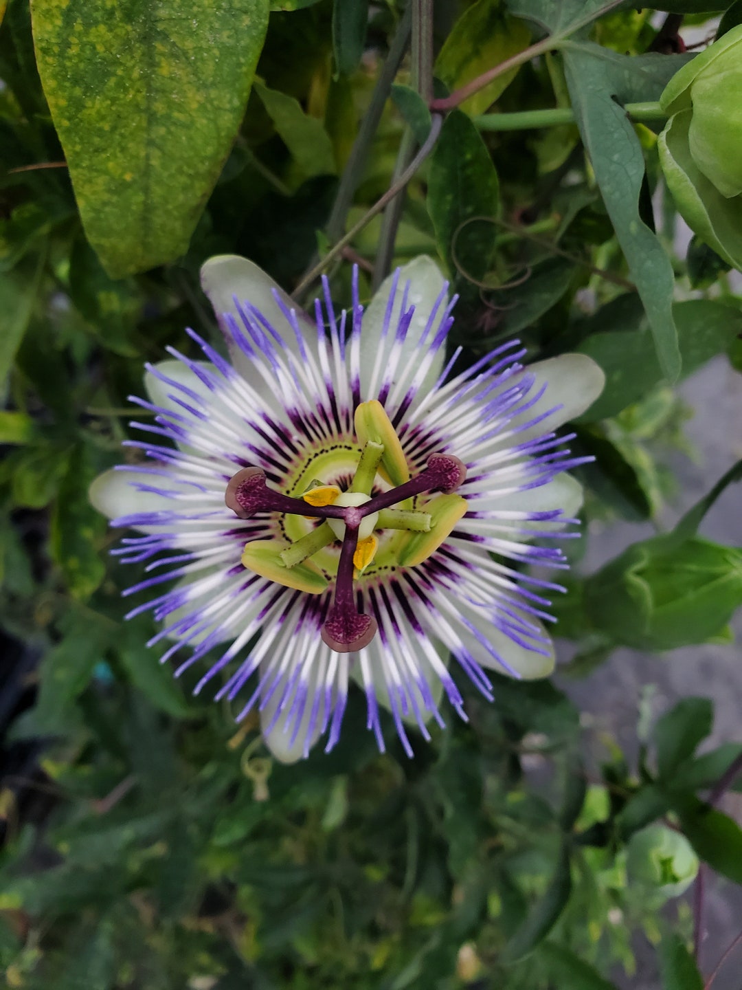 Passiflora Bahama Blue Passion Flower Vine Live Etsy