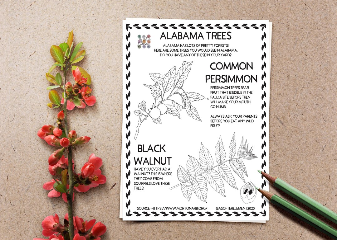 NATURE COLORING PAGES Alabama Trees common Persimmon & - Etsy