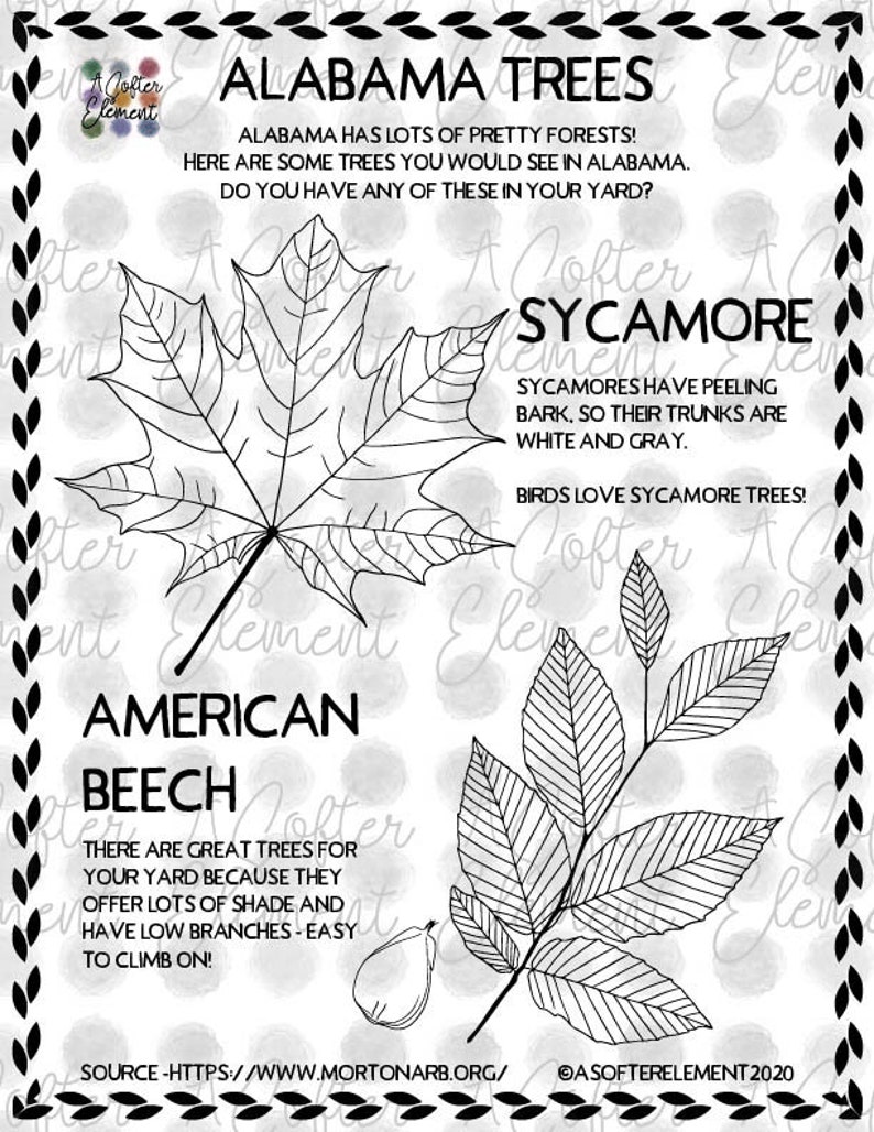 NATURE COLORING PAGES - Alabama Trees (sycamore & American Beech ...