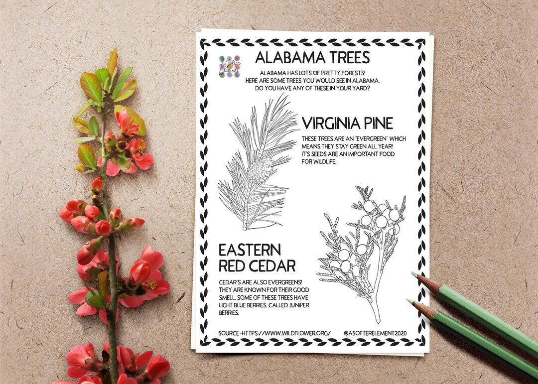 NATURE COLORING PAGES - Alabama Trees (virginia Pine & Eastern Red ...
