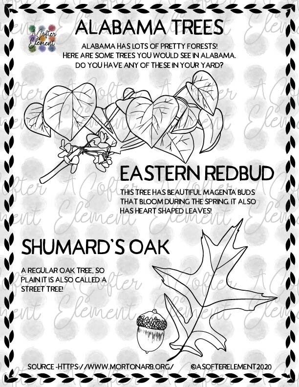 NATURE COLORING PAGES Alabama Trees eastern Redbud & - Etsy UK