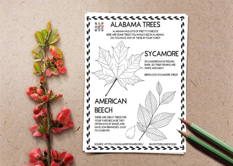 NATURE COLORING PAGES - Alabama Trees (sycamore & American Beech ...