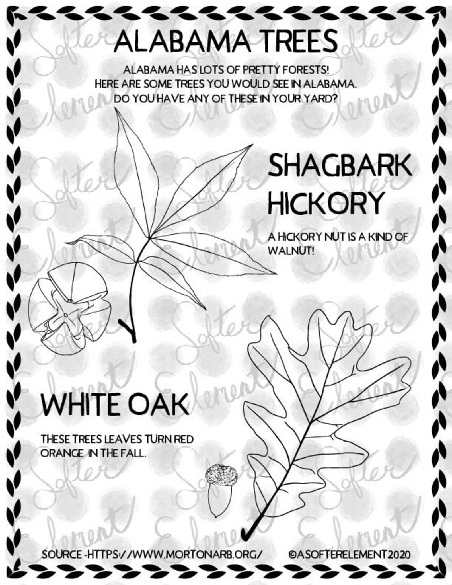 NATURE COLORING PAGES Alabama Trees shagbark Hickory & White Oak Plant ...