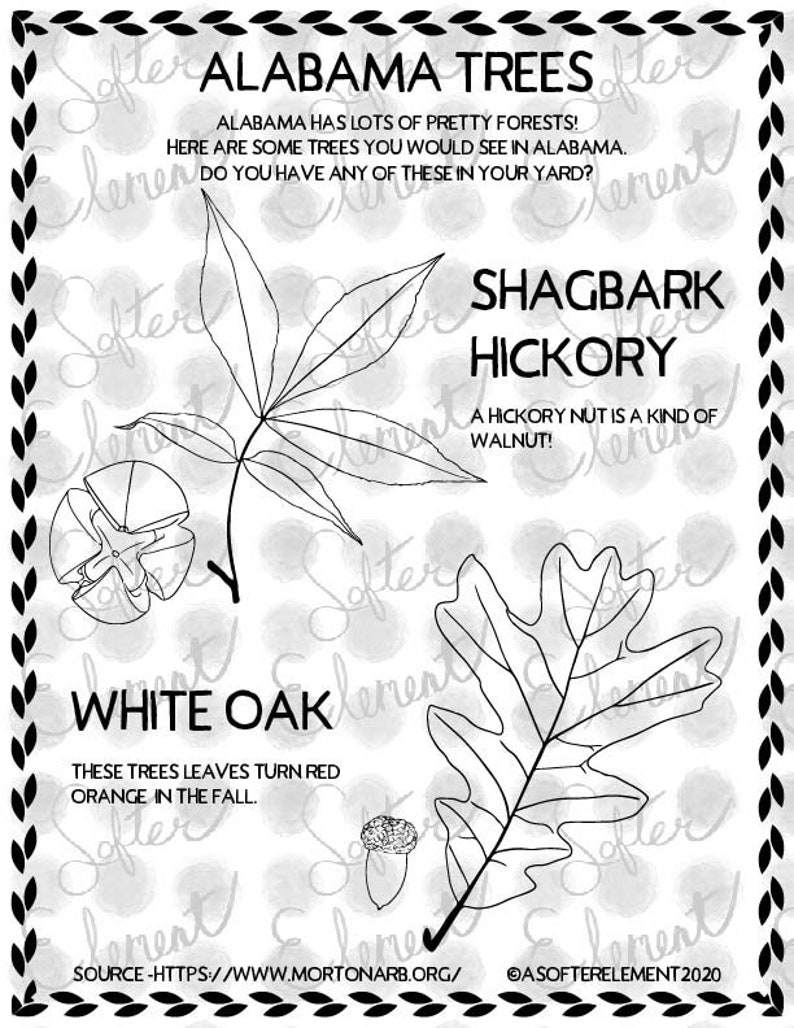 NATURE COLORING PAGES Alabama Trees shagbark Hickory & - Etsy