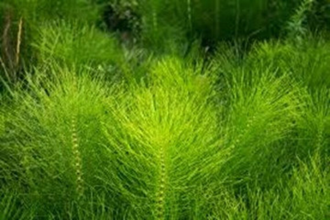 Horsetail equisetum Spp. in Apple Cider Vinegar - Etsy