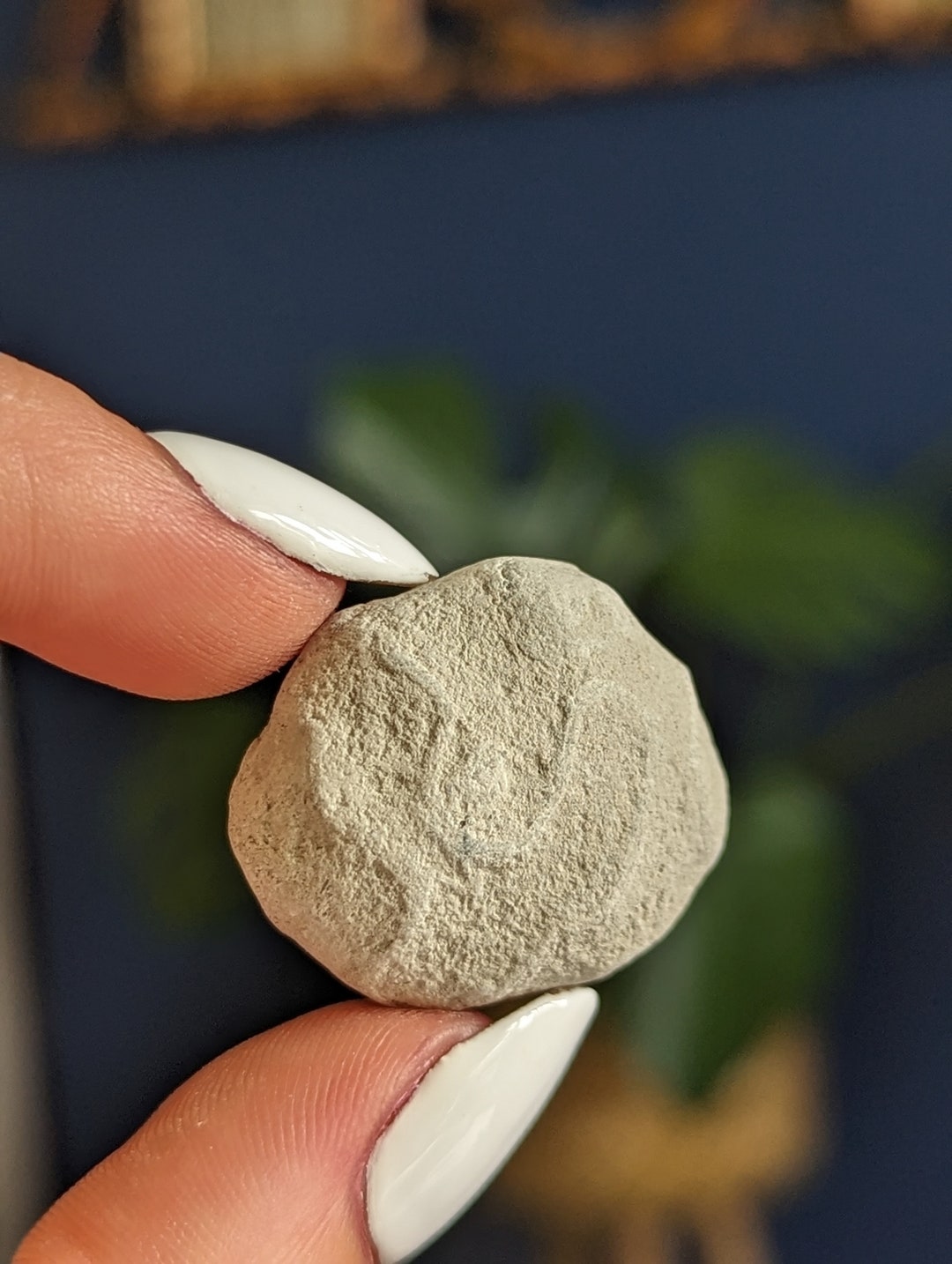 INCREDIBLY RARE 100 Million Year Old Fossil Sponge 30mm X 15mm Wide ...