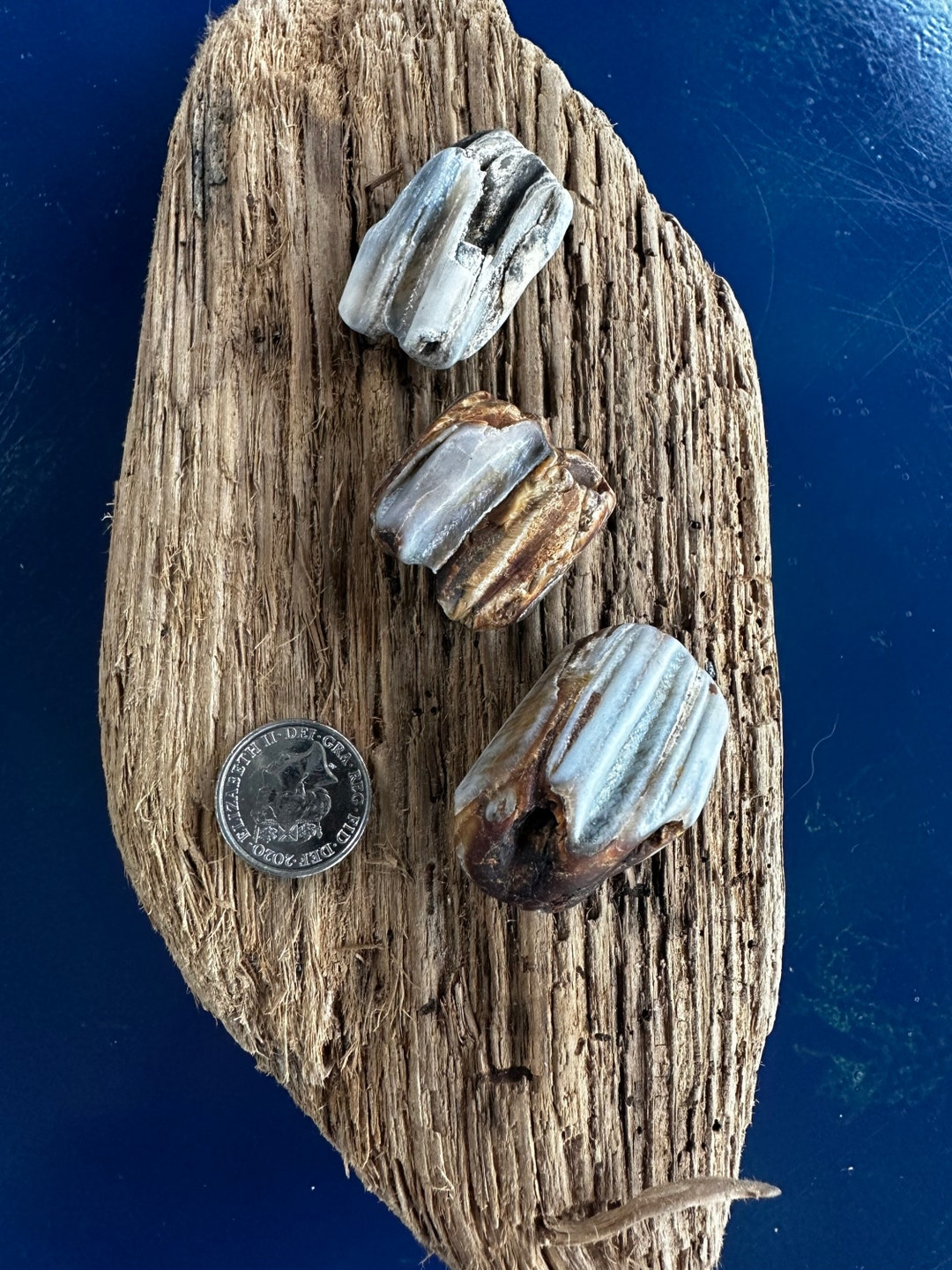 3 X 1 Million-year-old Fossilised Horse Teeth 20-35mm From Kent, UK ...