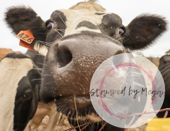 Digital Cow Photo - Etsy