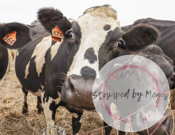 Digital Cow Photo - Etsy