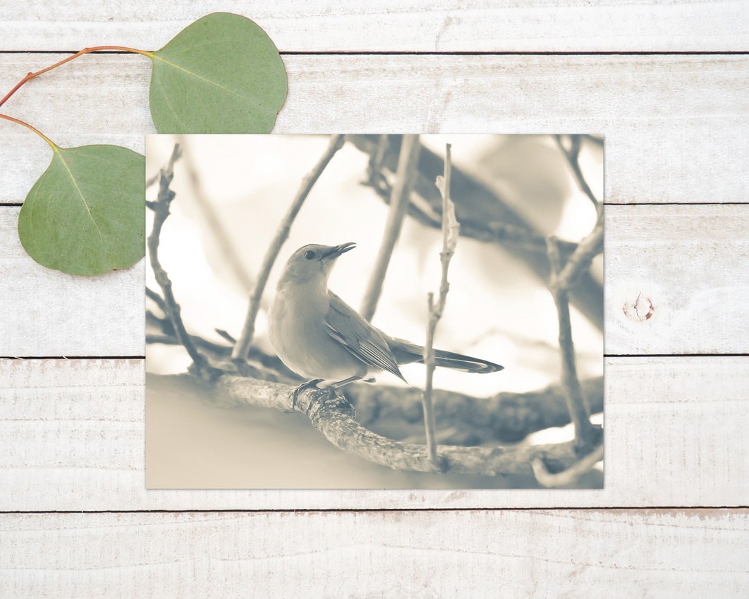 Catbird Blank Note Cards | Bird Lover Card Set | Single or Set of 6 - Etsy