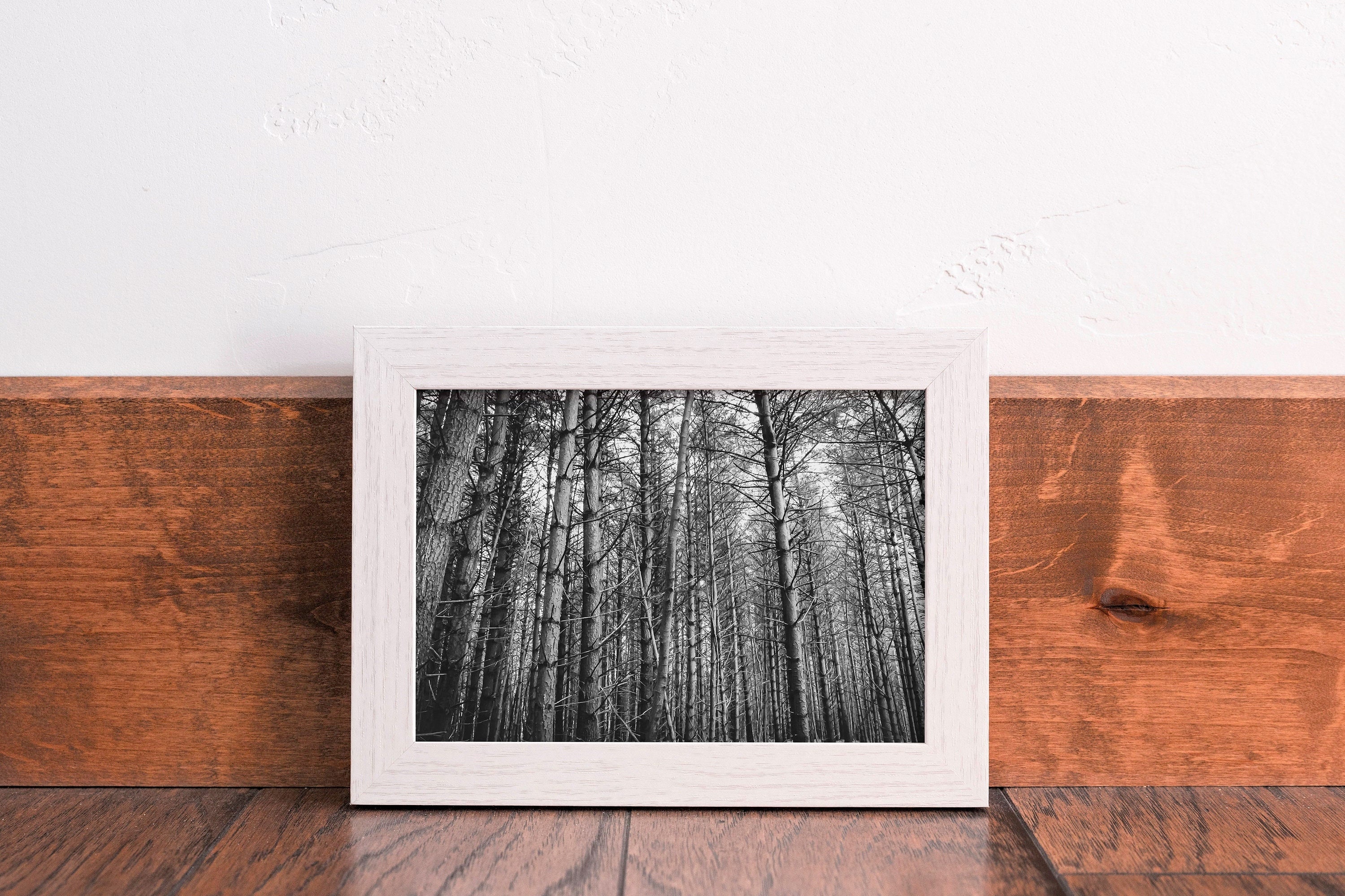 Winter Frame Black And White