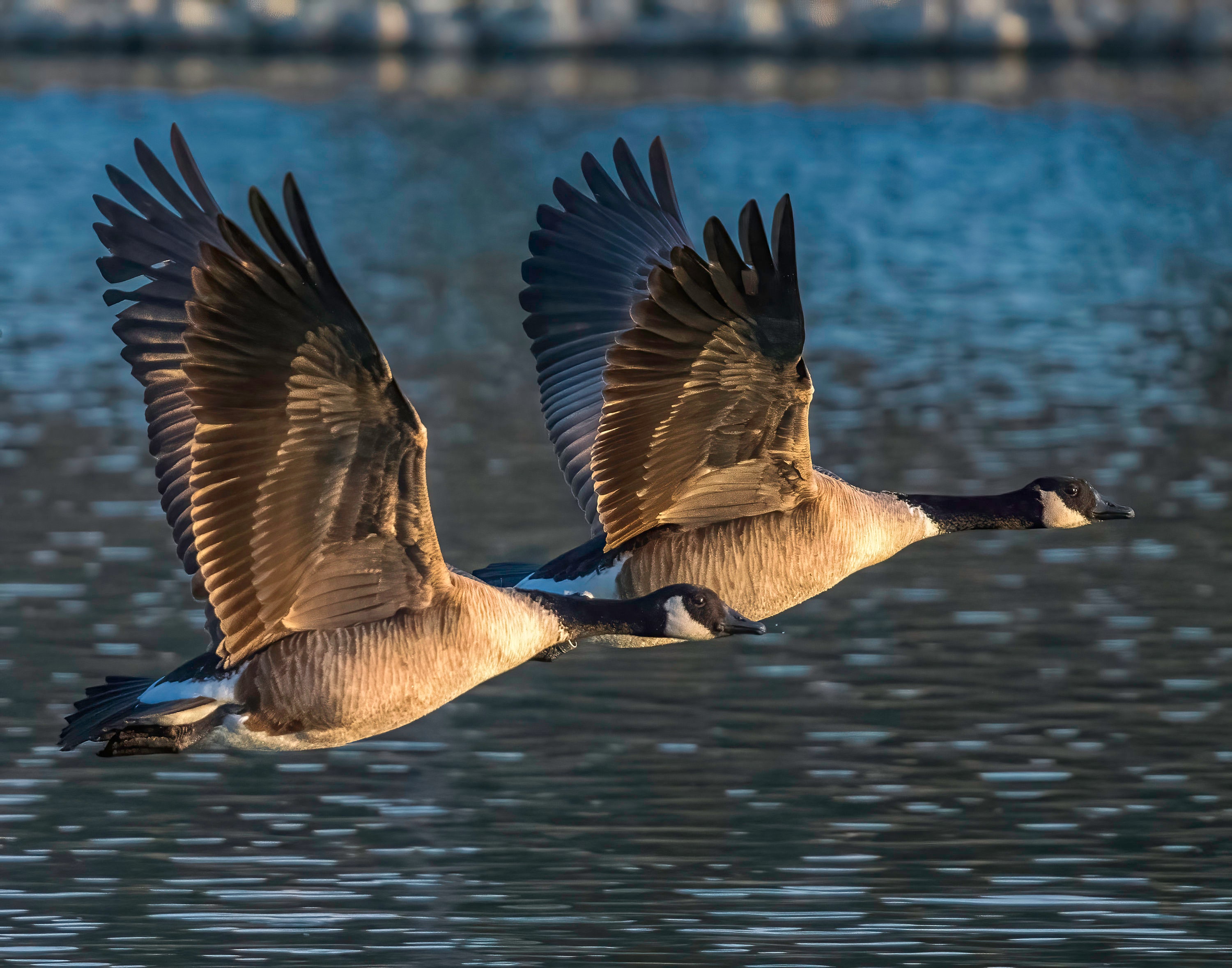 Canadian Geese in Flight - Etsy