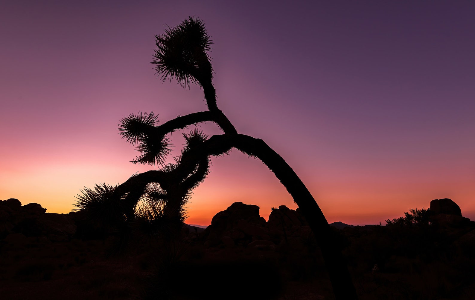 Joshua Trees Dancing at Dusk. - Etsy