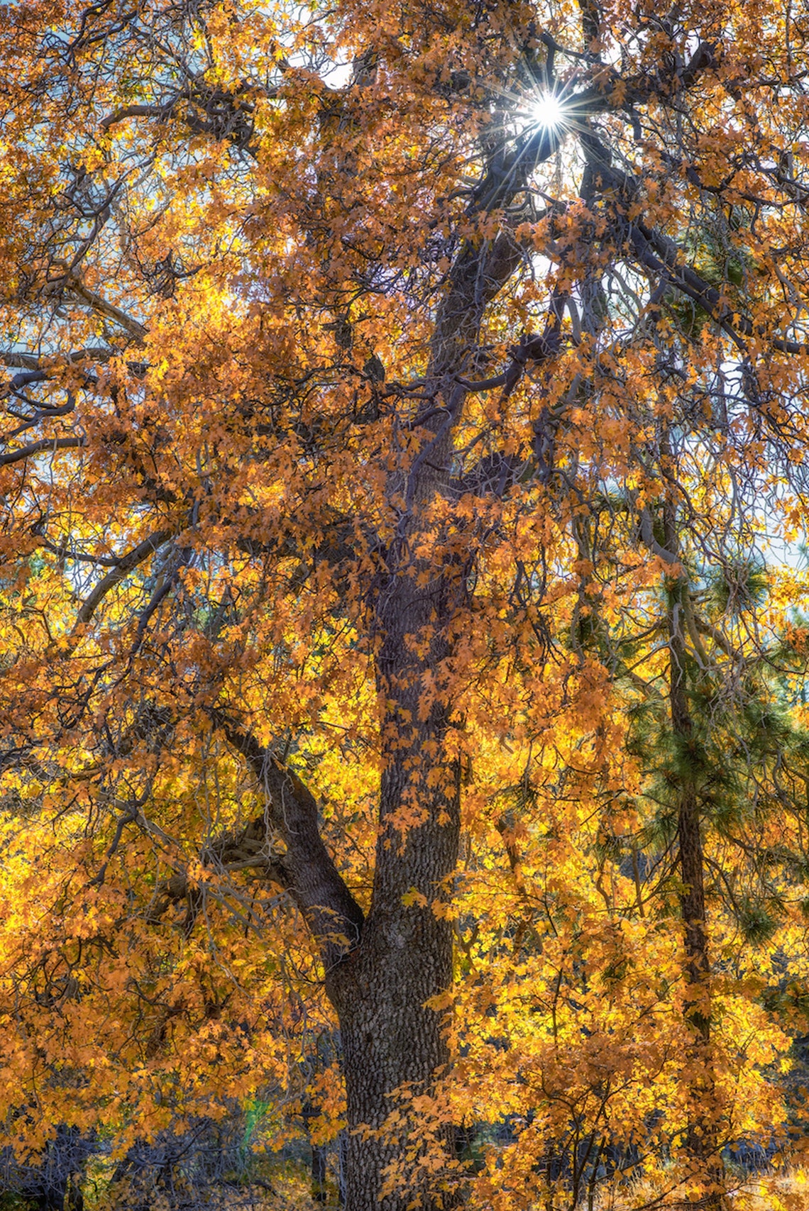 Fall Color Sun - Etsy