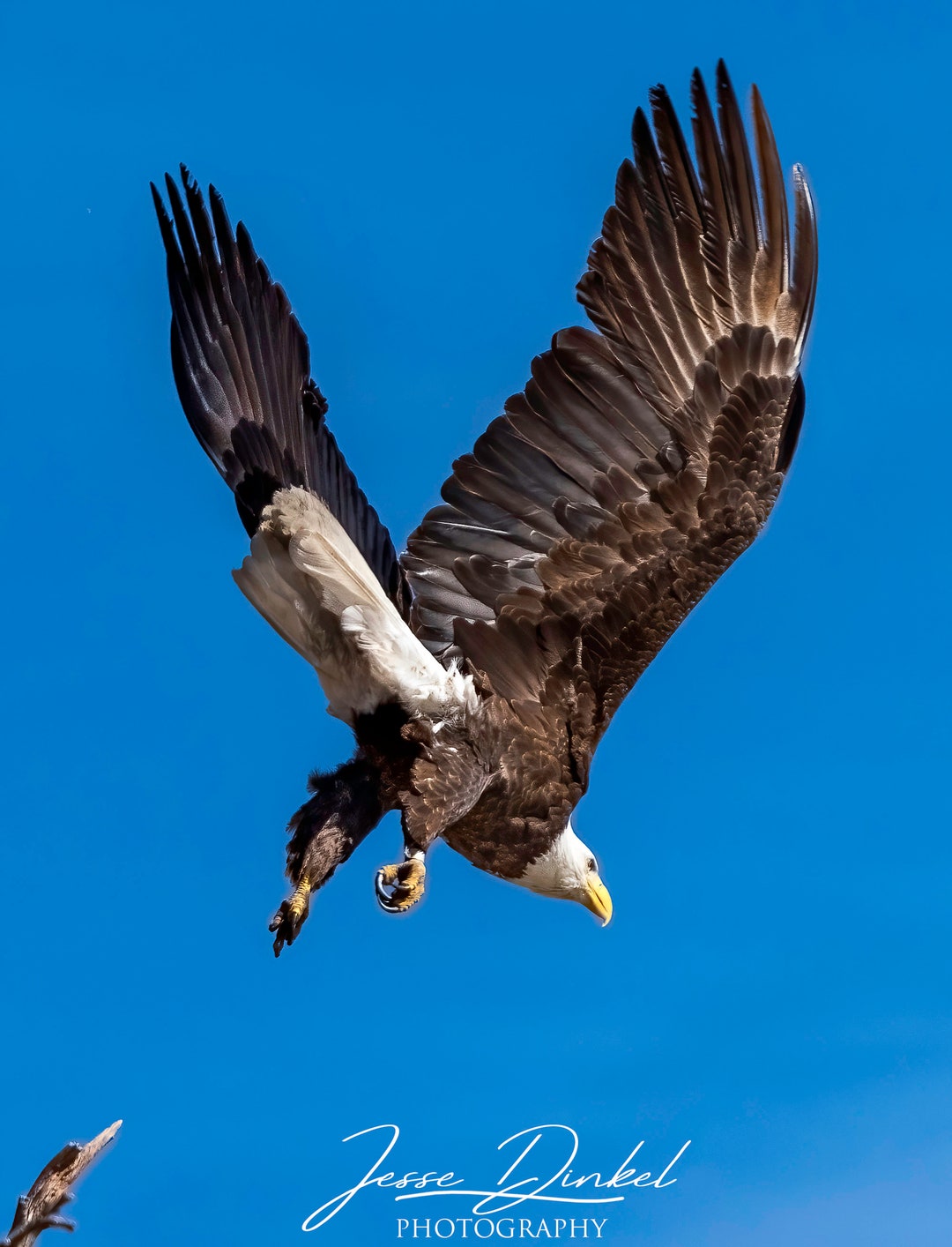 Bald Eagle Leaving the Roost. - Etsy