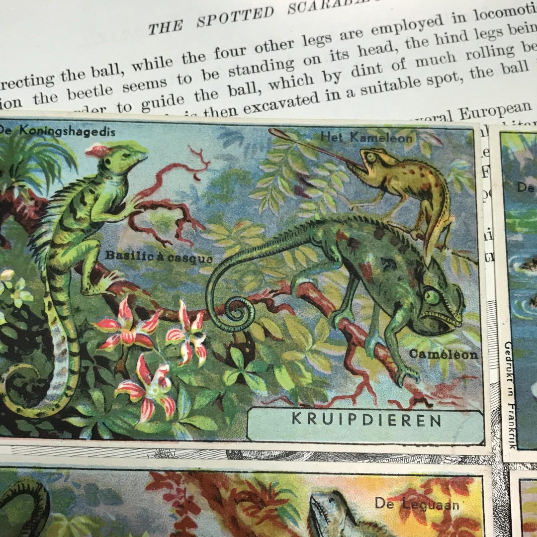 Reptiles Vintage Advertising Cards C.1880 Set of SIX Chameleon,lizard ...