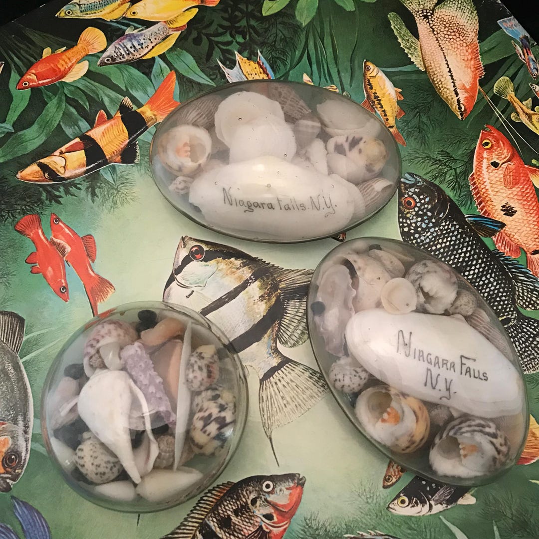Set of 3 Edwardian Sea Shell Paperweights//vintage Niagara Falls Real ...