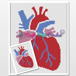 Anatomical Heart Pattern Graph With C2C or Mini C2C Written, Heart ...