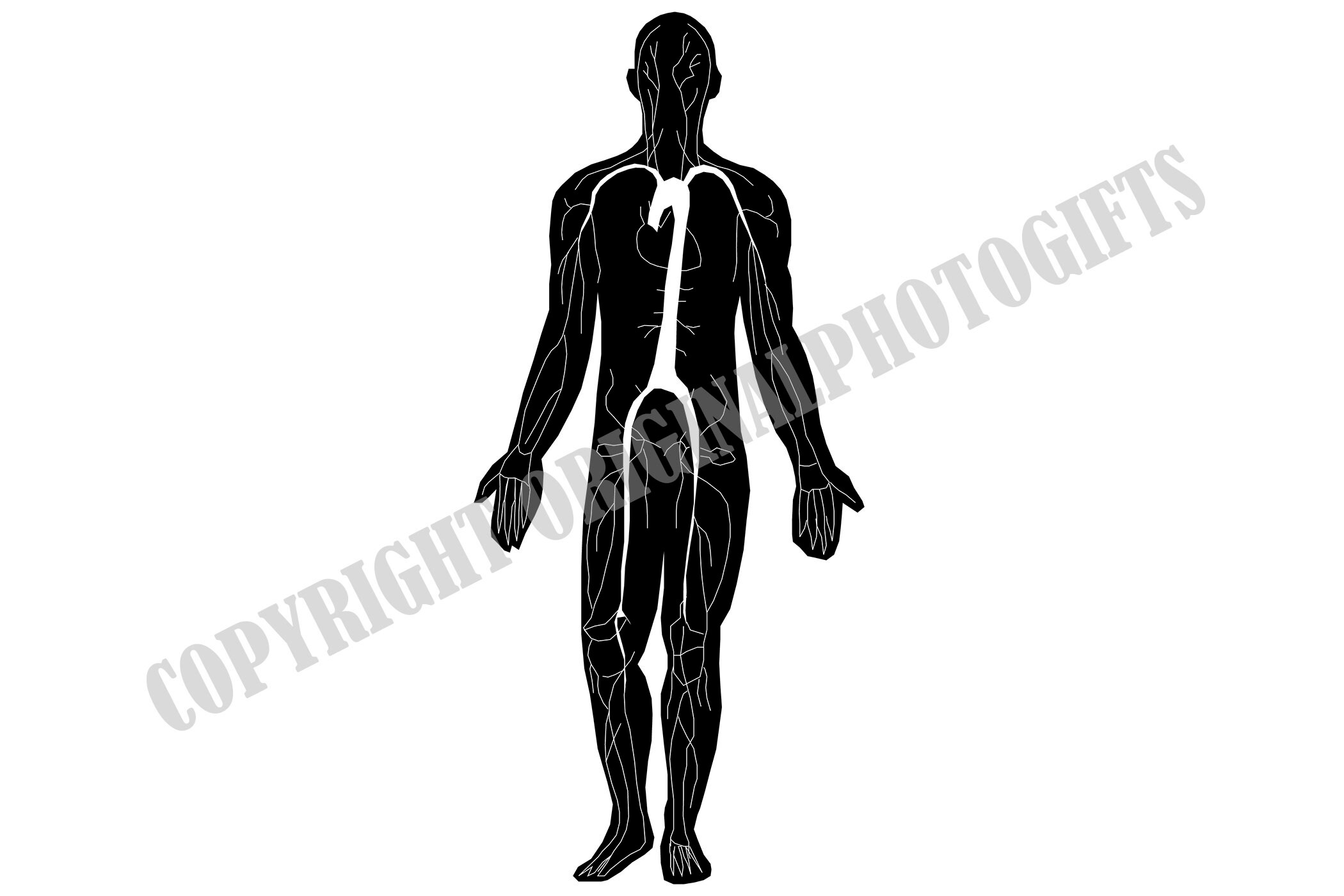Anatomy svg Human Medical Anatomy SVG Body svg Veins svg | Etsy