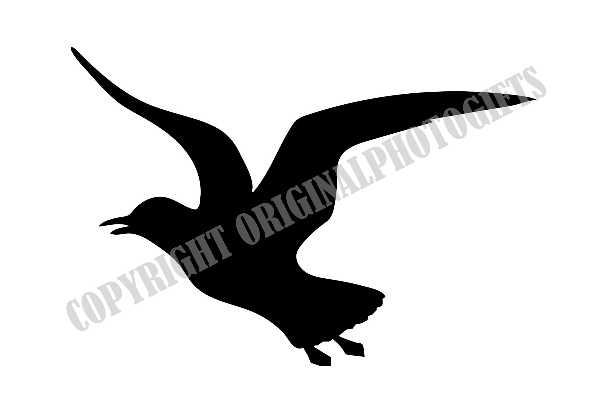 Seagull Outline Clipart Images