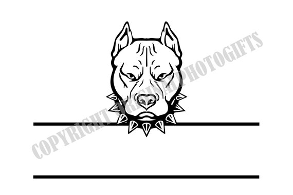 Snarling Pitbull