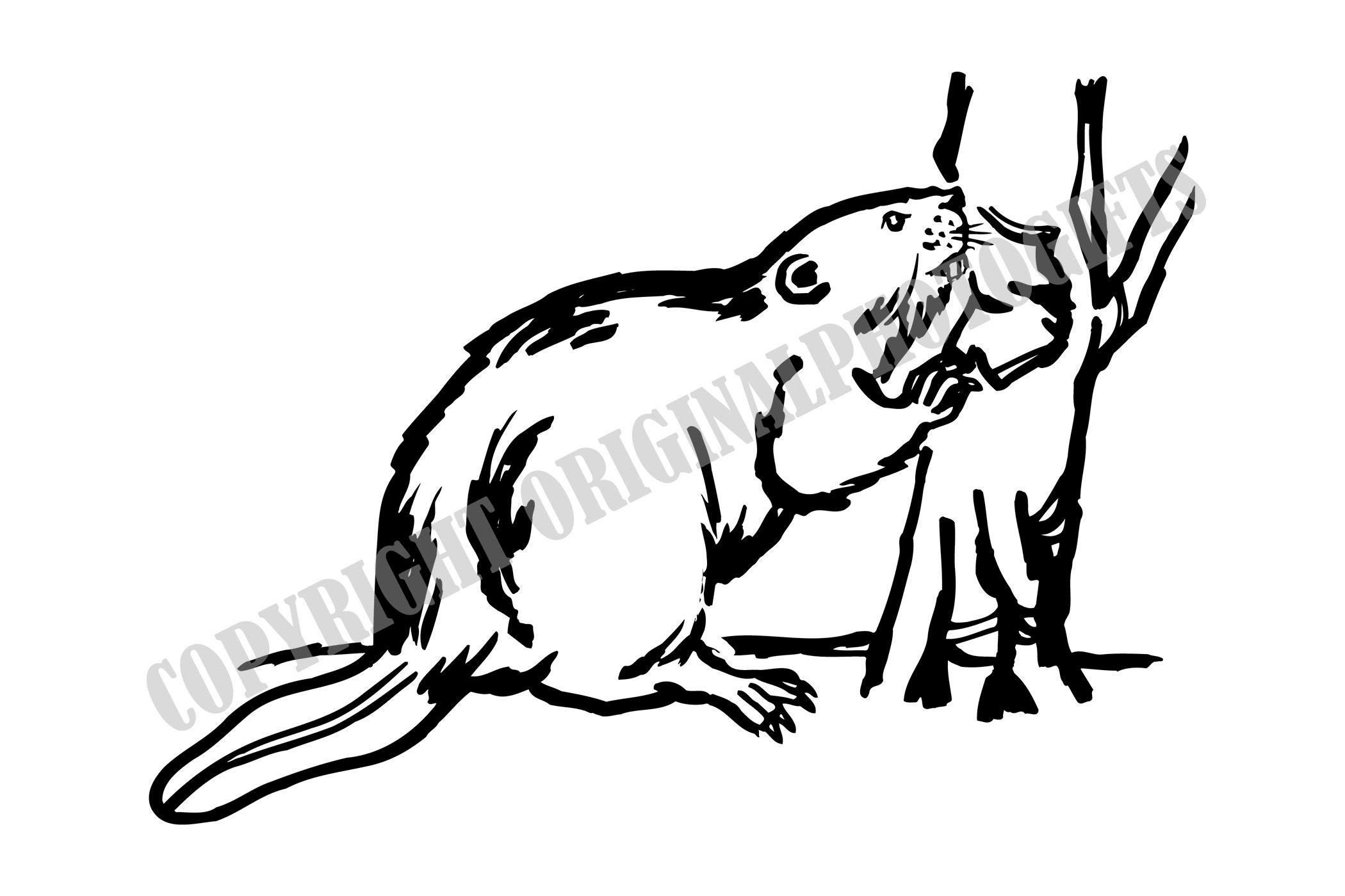 Beaver 1 Beaver Svg Beaver Clipart Beaver Cut Files - Etsy UK