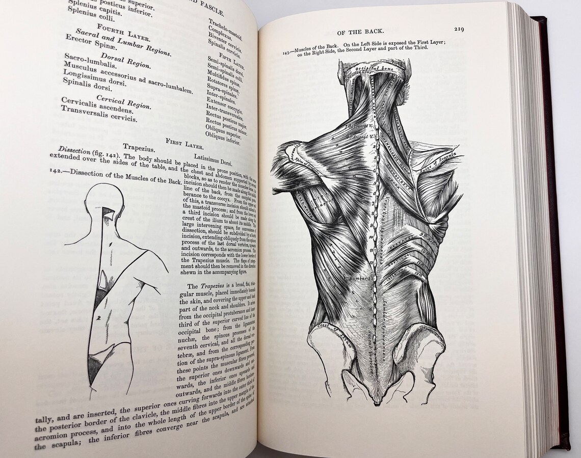 Leather Gray’s Anatomy, 1981, Vintage Gilded Full Leather Medical ...