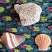 Sea Coral Sea Shell Bundle - Etsy