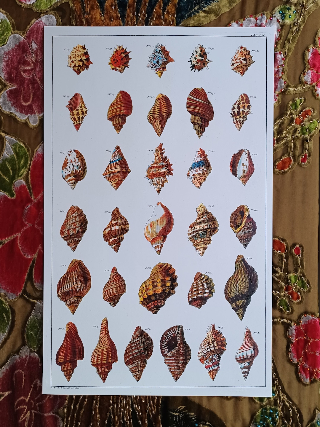 Vtg Albertus Seba Shell Bookplate Repro Print, Two Sided, 18th Century ...