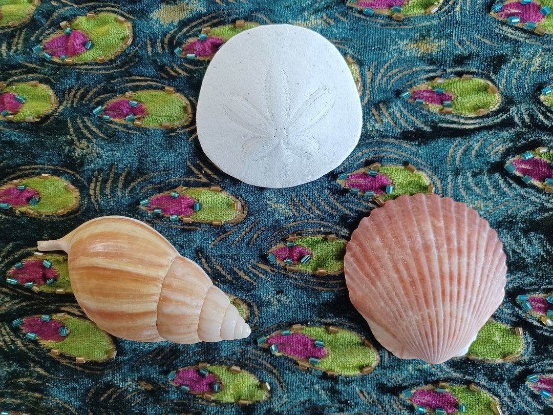 Sand Dollar Sea Shell Bundle - Etsy
