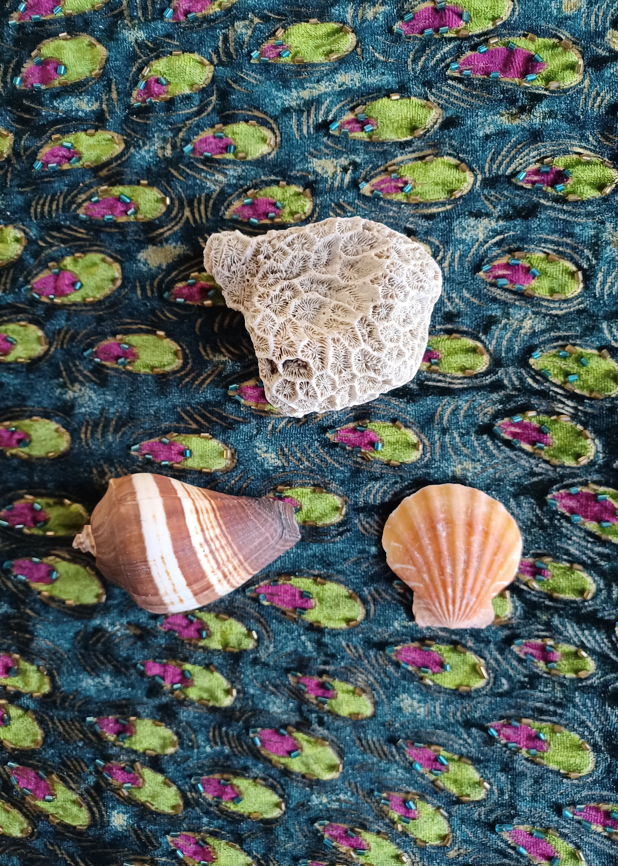 Sea Coral Sea Shell Bundle - Etsy