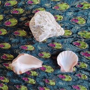 Sea Coral Sea Shell Bundle - Etsy
