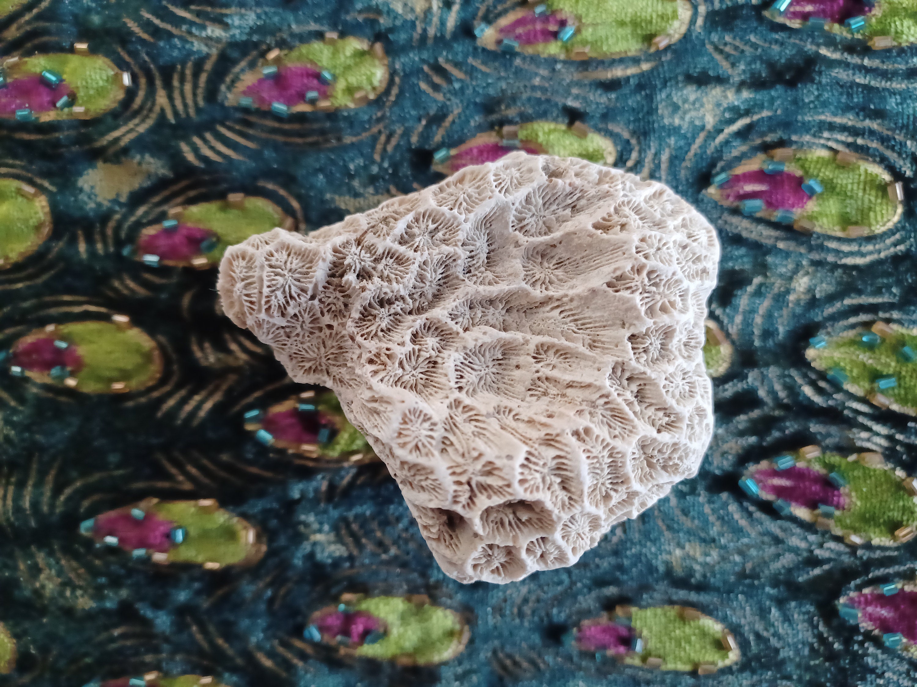Sea Coral Sea Shell Bundle - Etsy