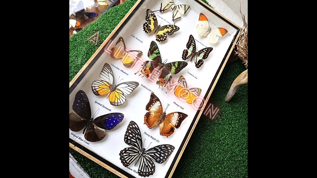 Vintage Framed Butterfly Taxidermy: Insect Collection Display, Nature ...