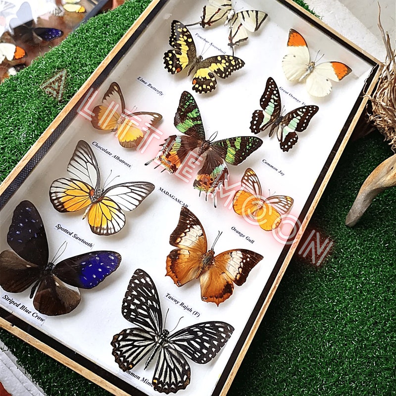 Insect Collection - Etsy