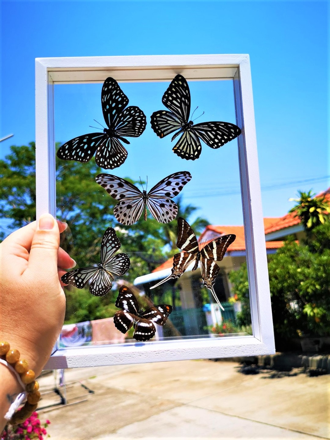 Real Butterfly Display Frame: Wood Insect Home Decor Collection - Etsy