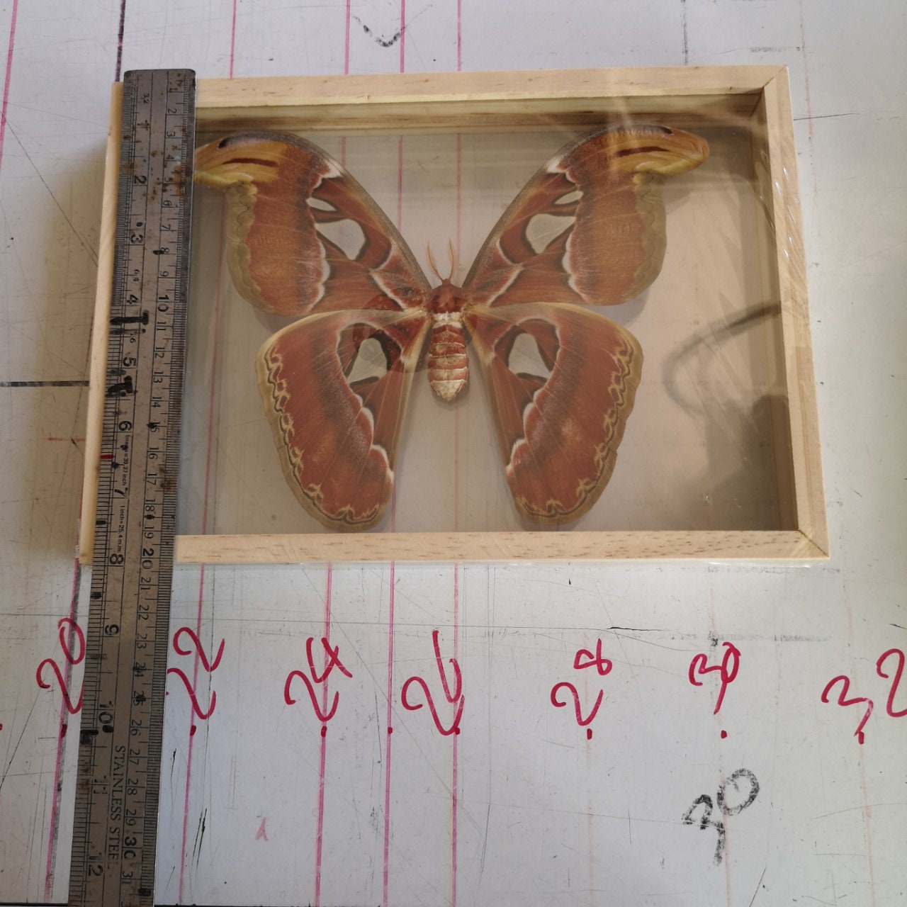 New Mix Butterfly Glass Frame Wood Insect Home Decoration Collection ...