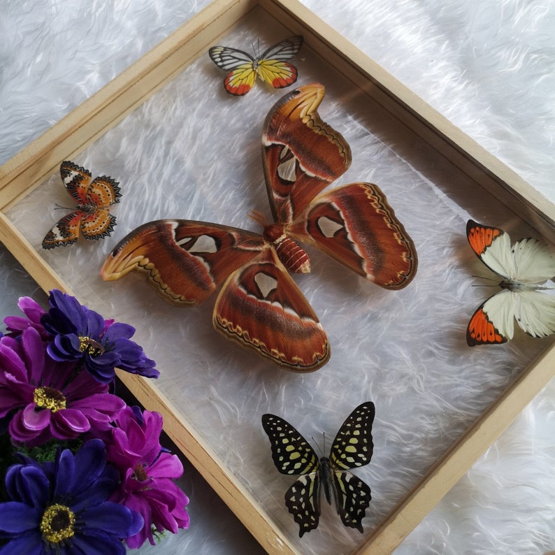 New Mix Butterfly Glass Frame Wood Insect Home Decoration Collection ...