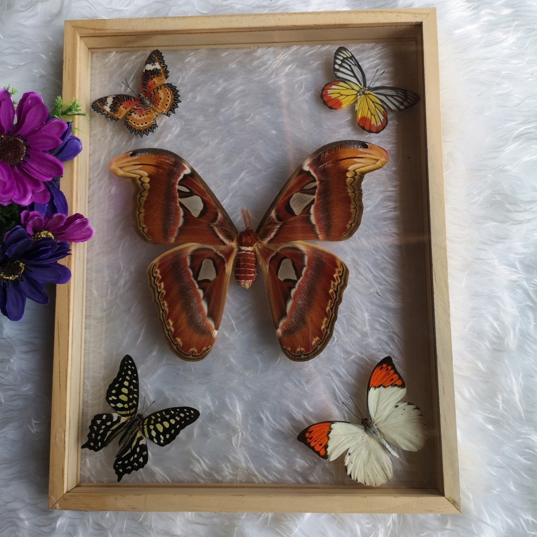 New Mix Butterfly Glass Frame Wood Insect Home Decoration Collection ...