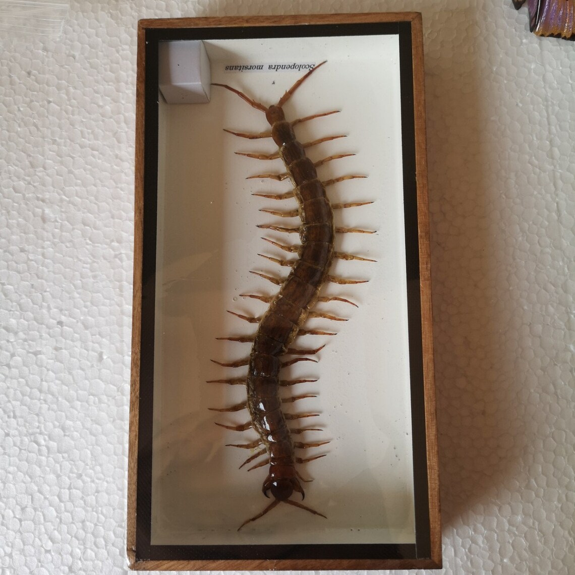 Real Centipede Scolopendra Morsitans Wooden Box Frame Insect - Etsy