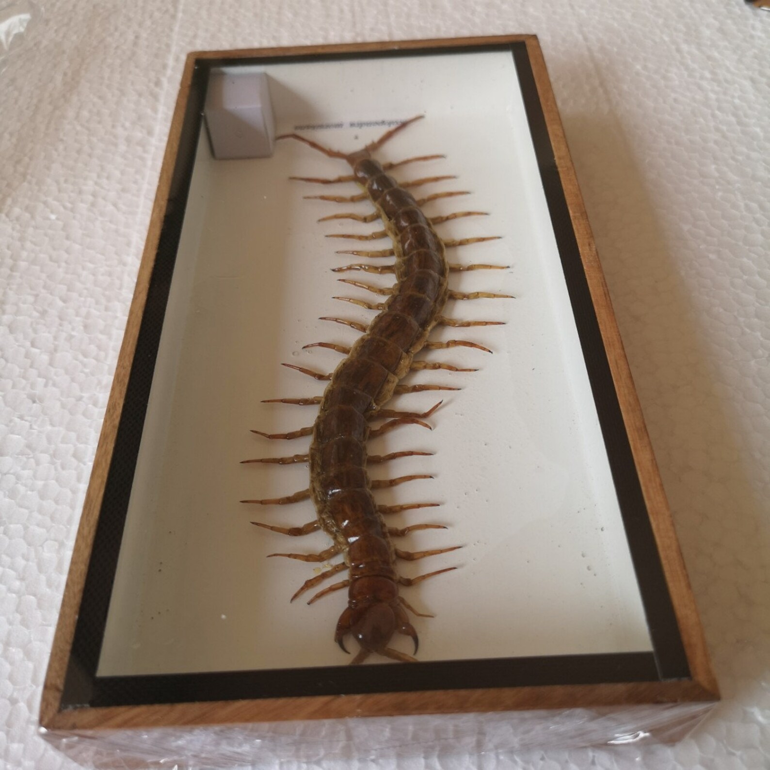 Real Centipede Scolopendra Morsitans Wooden Box Frame Insect - Etsy