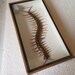 Real Centipede Scolopendra Morsitans Wooden Box Frame Insect - Etsy