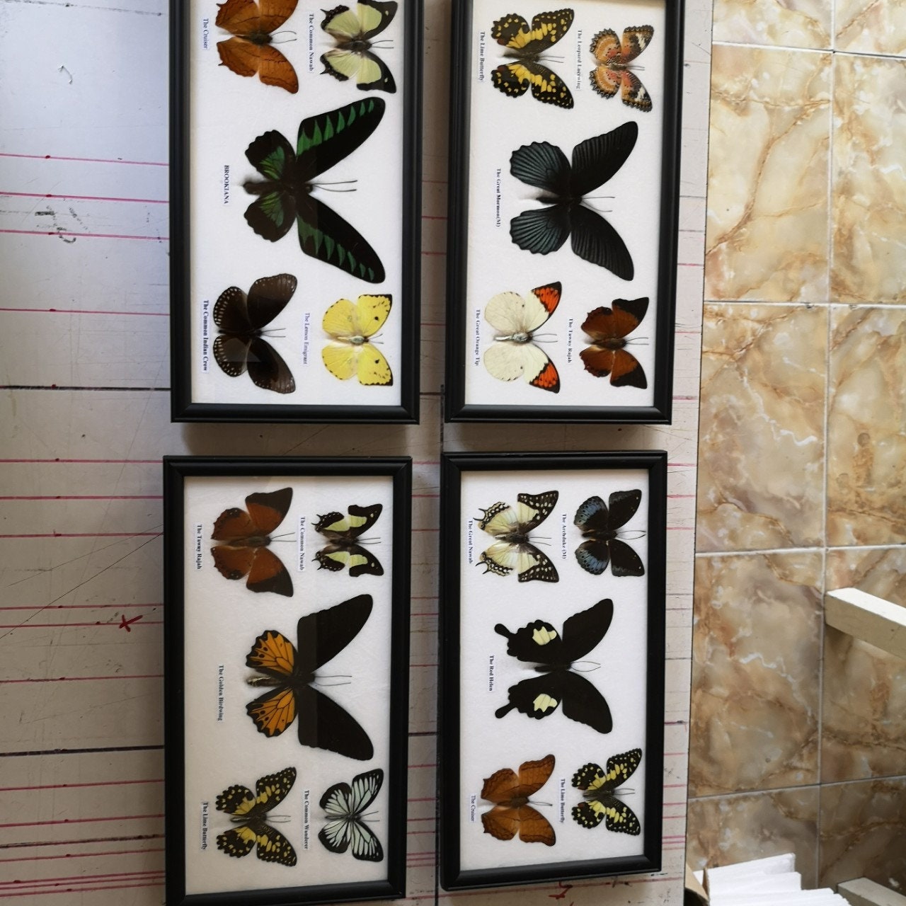 X4 Real New Mix Butterfly Glass Frame Wood Insect Home Decoration ...